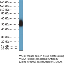 VISTA Rabbit Monoclonal Antibody (Clone RM503)