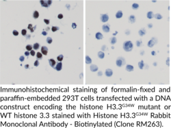 Histone H3.3G34W Rabbit Monoclonal Antibody - Biotinylated (Clone RM263)