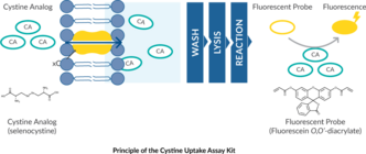Cystine Uptake Assay Kit