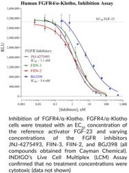 Human Fibroblast Growth Factor 4/α-Klotho for Endocrine FGF Signaling Reporter Assay System