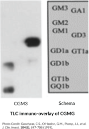 Ganglioside GQ1b Monoclonal Antibody (Clone CGM3) - Purified IgM