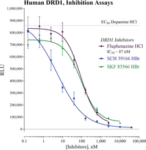 Human Dopamine Receptor D1 Reporter Assay System