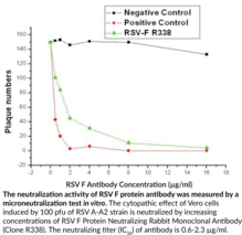 RSV F Protein Neutralizing Rabbit Monoclonal Antibody (Clone R338)