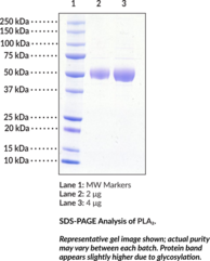 PLA2 (human, recombinant Group XV)