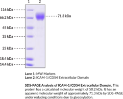 ICAM-1/CD54 Extracellular Domain (human, recombinant)