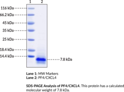 PF4/CXCL4 (human, recombinant)