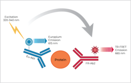 THUNDER™ Total STAT3 TR-FRET Cell Signaling Assay Kit