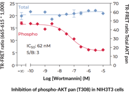 THUNDER™ Phospho-AKT pan (T308) + Total AKT pan TR-FRET Cell Signaling Assay Kit