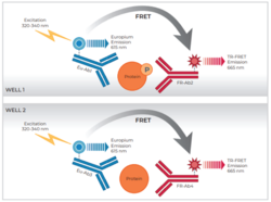 THUNDER™ Phospho-SLP-76 (S376) + Total SLP-76 TR-FRET Cell Signaling ...
