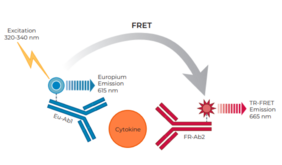 THUNDER™ Human IgG Fc TR-FRET Biomarker Assay Kit