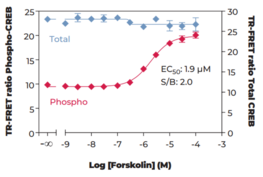 THUNDER™ Phospho-CREB (S133) + Total CREB TR-FRET Cell Signaling Assay Kit