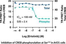 THUNDER™ Phospho-CREB (S133) + Total CREB TR-FRET Cell Signaling Assay Kit