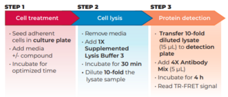 THUNDER™ Total GAPDH TR-FRET Cell Signaling Assay Kit