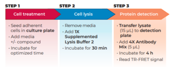 THUNDER™ Phospho-JNK1/2/3 (T183/Y185) TR-FRET Cell Signaling Assay Kit