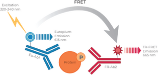 THUNDER™ Phospho-c-Met (Y1234/Y1235) TR-FRET Cell Signaling Assay Kit