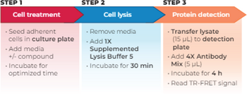 THUNDER™ Phospho-c-Met (Y1234/Y1235) TR-FRET Cell Signaling Assay Kit