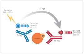 THUNDER™ Phospho-STAT6 (Y641) TR-FRET Cell Signaling Assay Kit