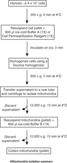 MitoCheck® Mitochondria (Cell Culture) Isolation Kit