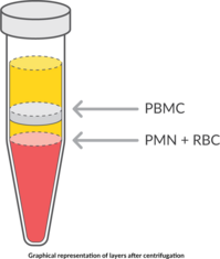 Neutrophil (human) Isolation Kit