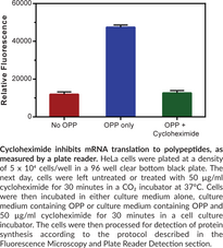 Protein Synthesis Assay Kit