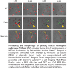 NETosis Imaging Assay Kit