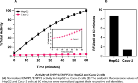 ENPP1/ENPP3 Cell-Based Activity Assay Kit