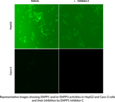 ENPP1/ENPP3 Cell-Based Activity Assay Kit