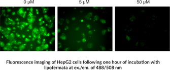 Cellular Fatty Acid (C16) Uptake Assay Kit
