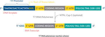 T7 mRNA Transcription Kit (Cap-1)