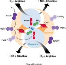 Nitrate/Nitrite Colorimetric Assay Kit